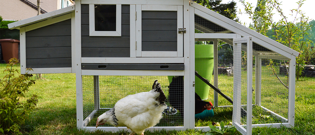 De 6 beste kippenrennen - Doorgelicht Nederland